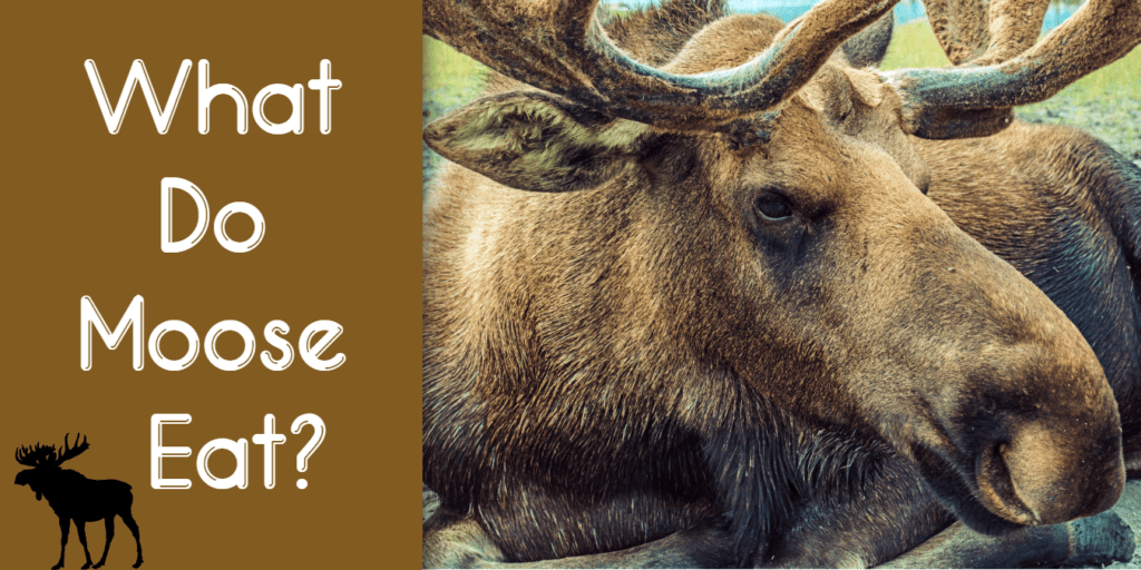 What Do Moose Eat ArcticLook What Do Moose Eat ArcticLook